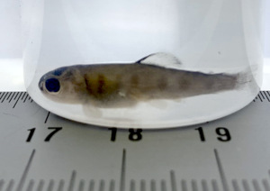 Visualization of Soft Tissue in Small Fish - Phase Contrast CT - Danish ...