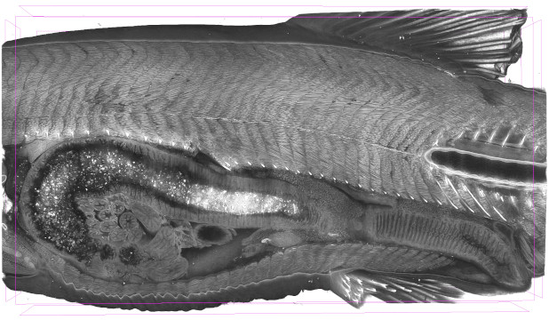 Visualization of Soft Tissue in Small Fish - Phase Contrast CT - Danish ...