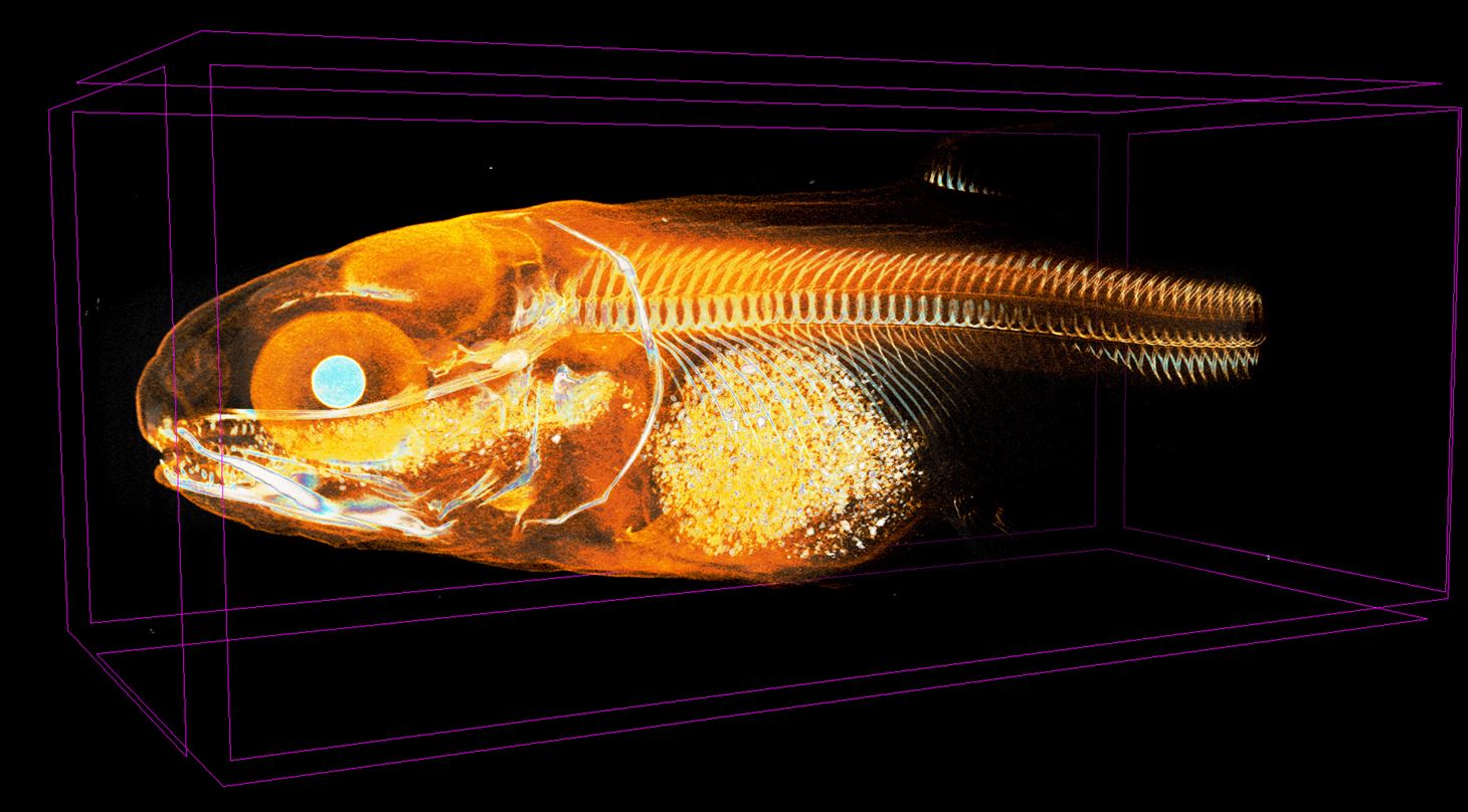 Visualization of Soft Tissue in Small Fish - Phase Contrast CT - Danish ...